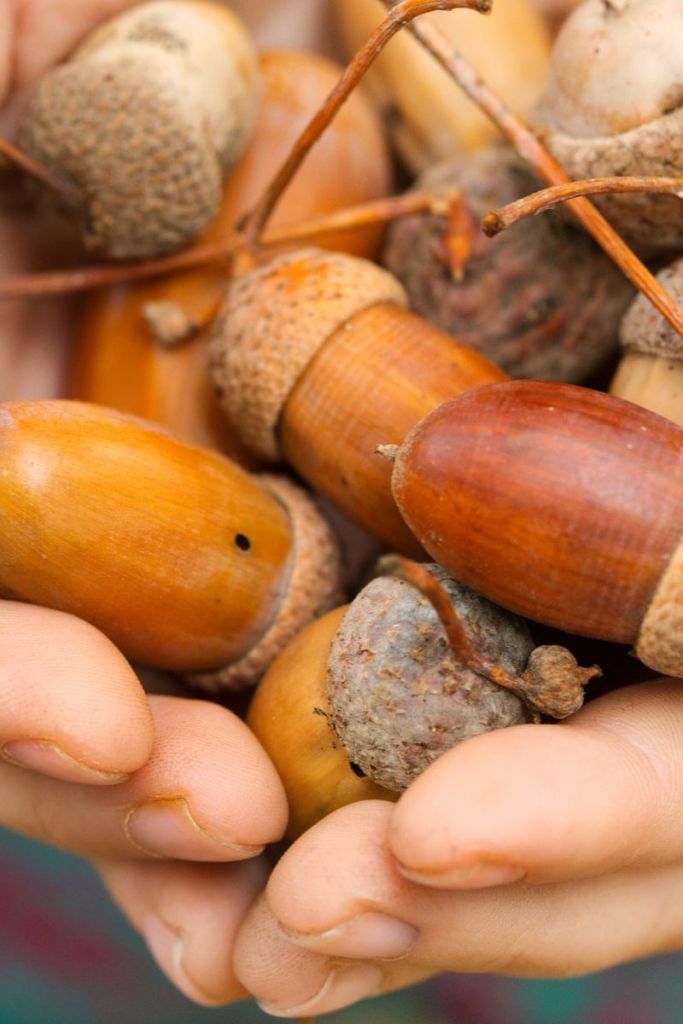 Top 9 Fall Activities to Do on The Homestead - Santa Rosa Homestead